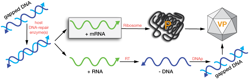 Viral genomes