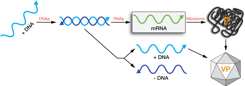 Viral genomes